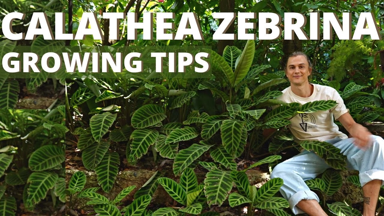 Calathea zebrina plant care & growing tips (zebra plant / prayer plant ...