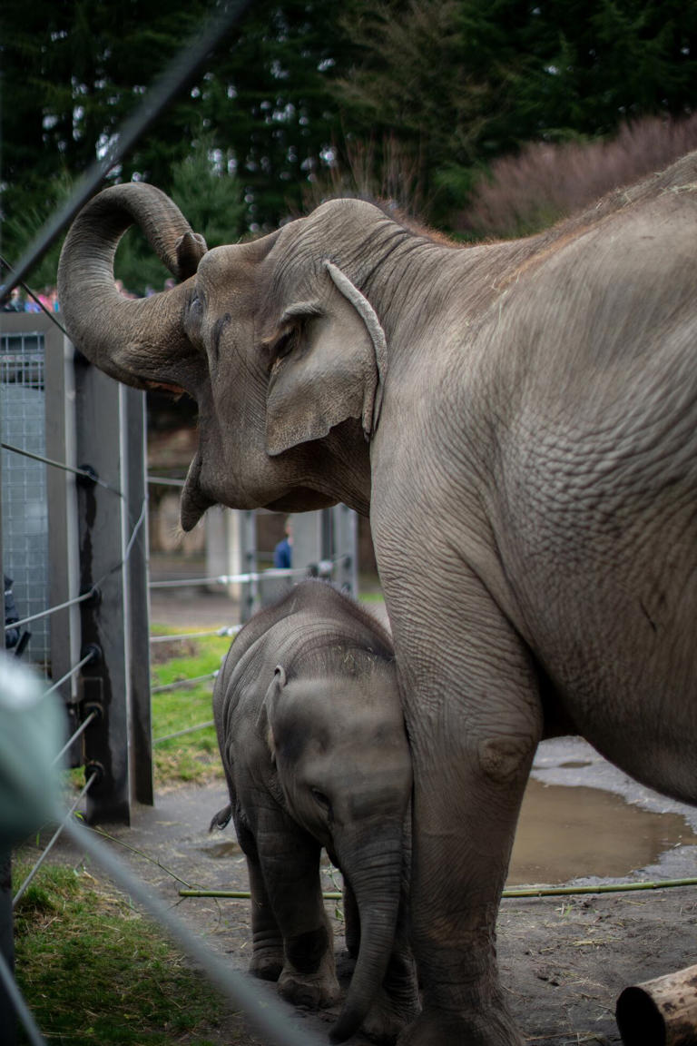 Oregon Zoo celebrates 1st birthday of 1,000 pound baby elephant Tula-Tu