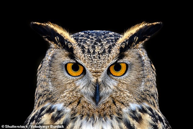 Why night owls and early birds are a very mixed bunch - which one are you?