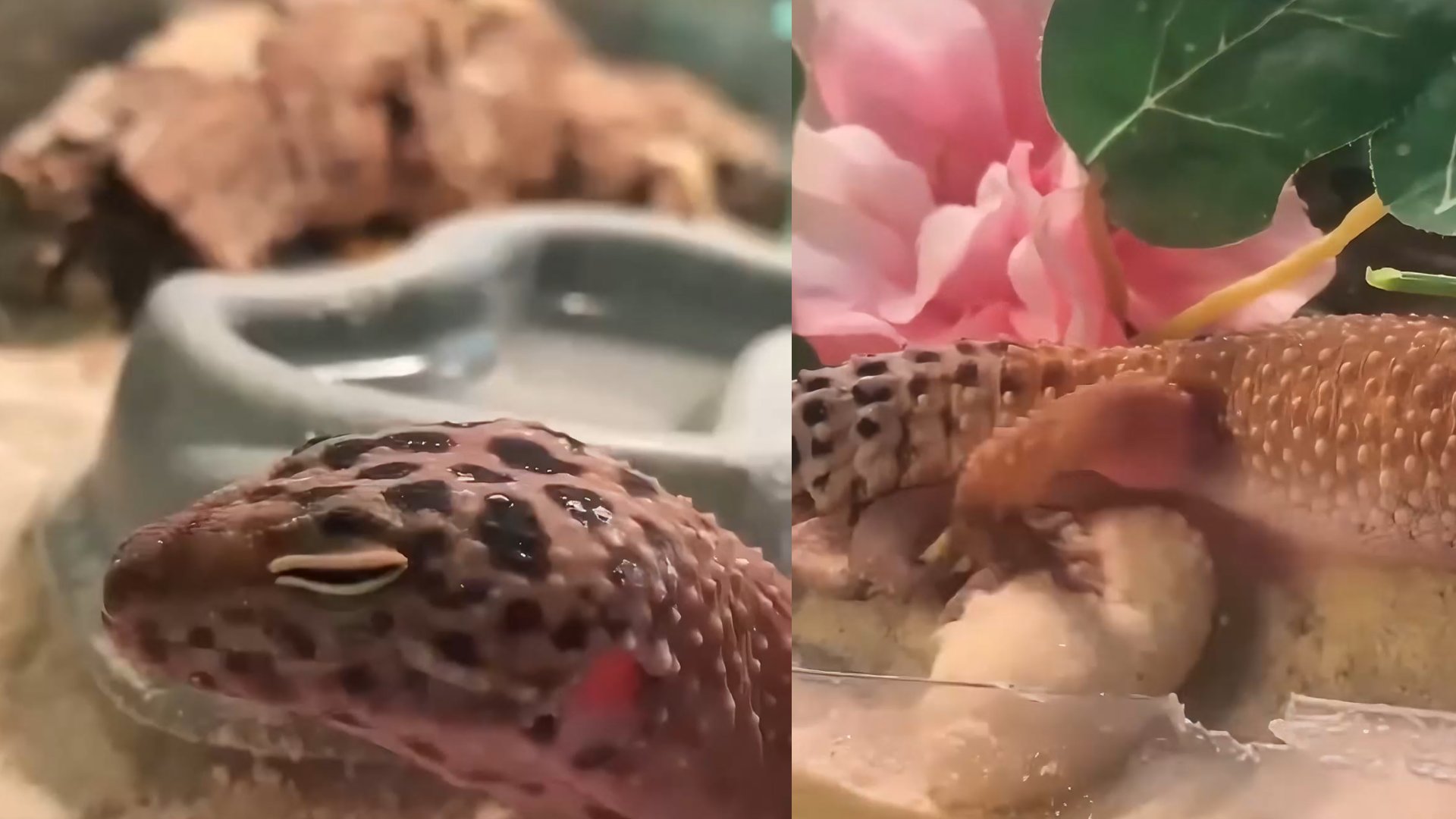 Remember our leopard gecko? This is his full hatch part 1!