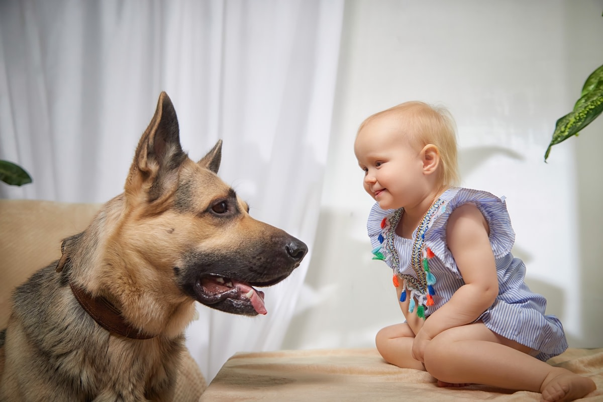 German shepherd's gentle reaction to baby caressing his ear is everything