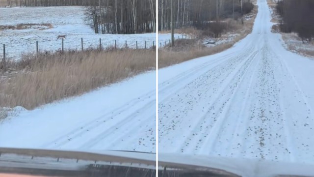 Couple stops driving after spotting wild predator bounding across ...