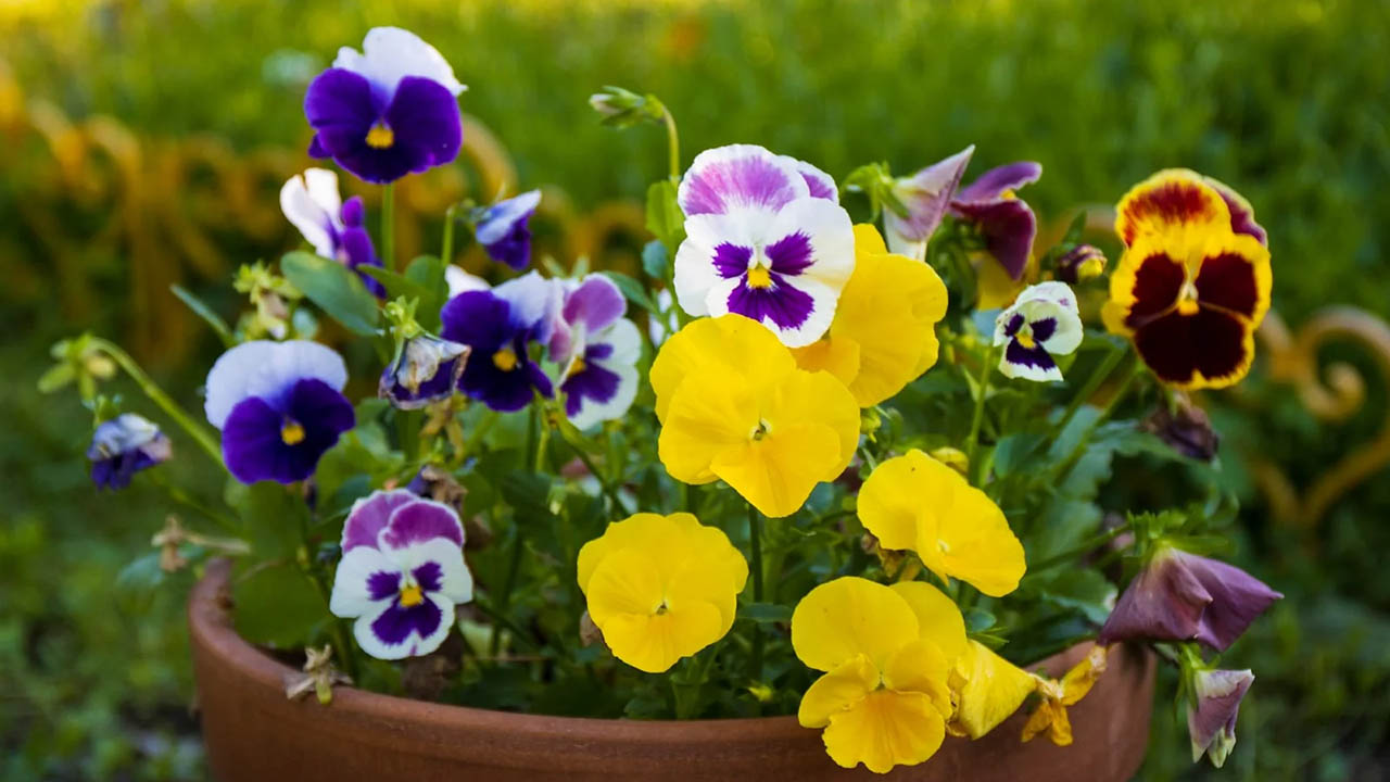 10 signs that mean your pansies are struggling
