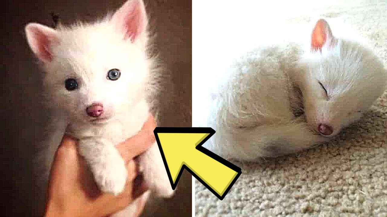 She raised a puppy for a year — then learned it wasn’t a dog