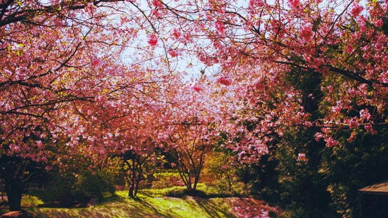 Rare cherry blossoms bloom in Philippines goes viral: Baguio Country ...