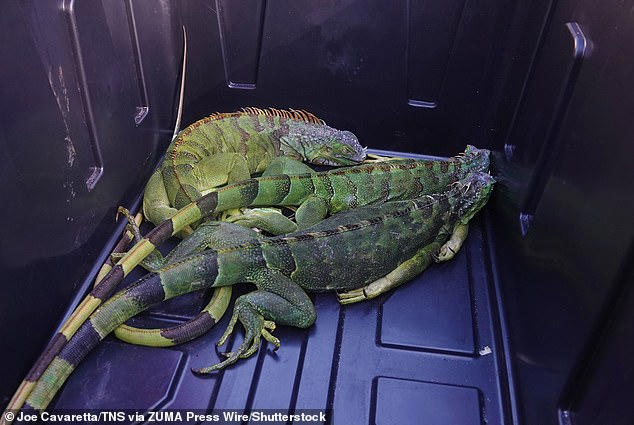 Frozen iguanas fall from trees as freak cold snap grips Florida