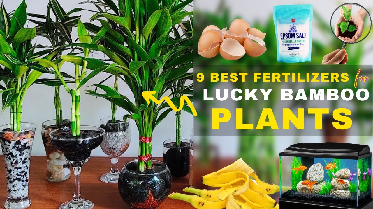 9 expert-recommended fertilizers for lucky bamboo