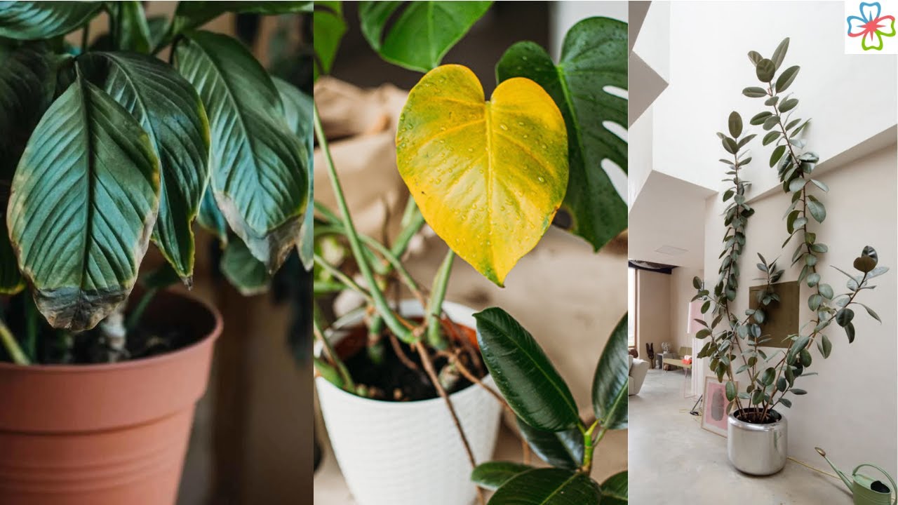 Indoor plants struggling with sunlight: Here are 9 key signs