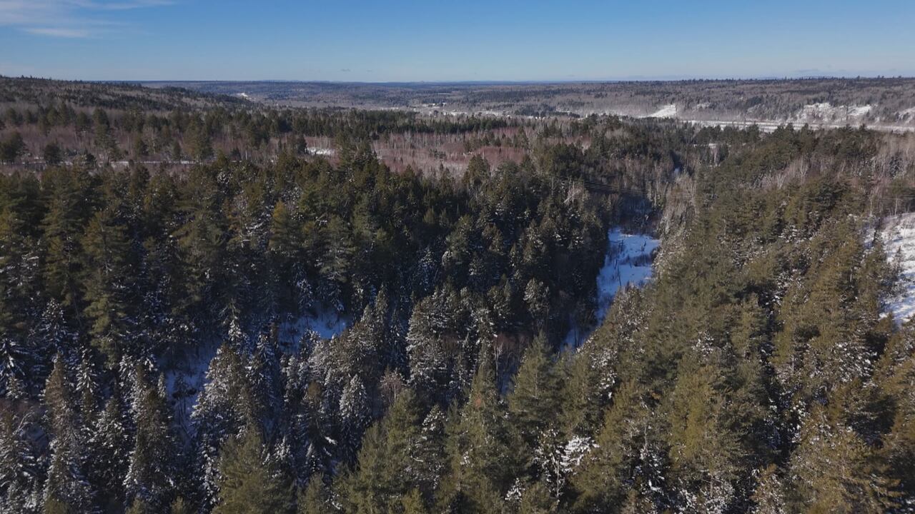 Protected lands on the chopping block under JD Irving's proposed forest ...