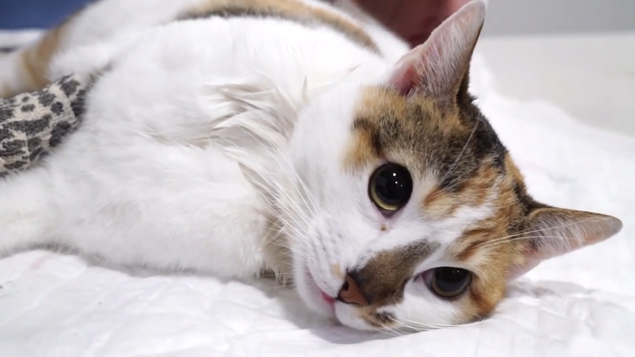 She was left on the highway, but fate had other plans