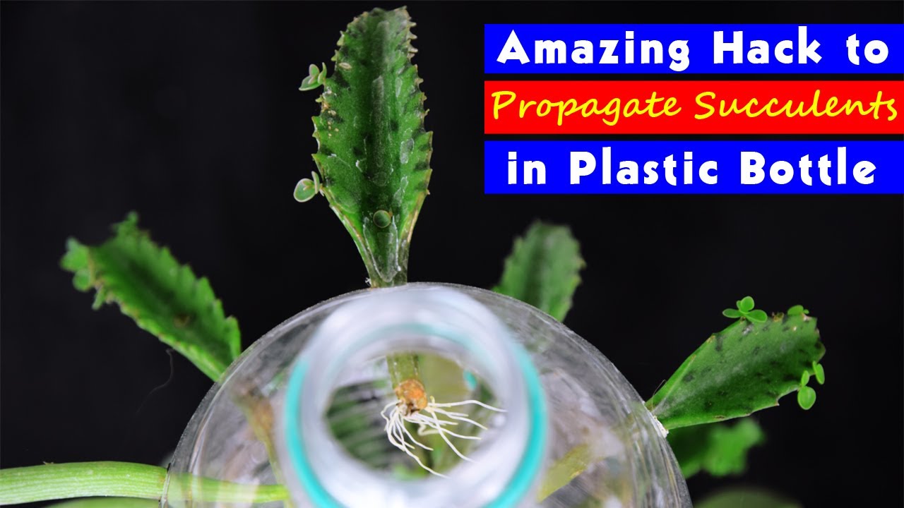 Bottle technique that makes growing succulents simple and fun
