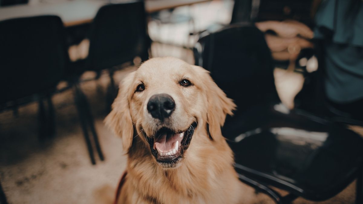 Do dogs sense when their owners are feeling sad?