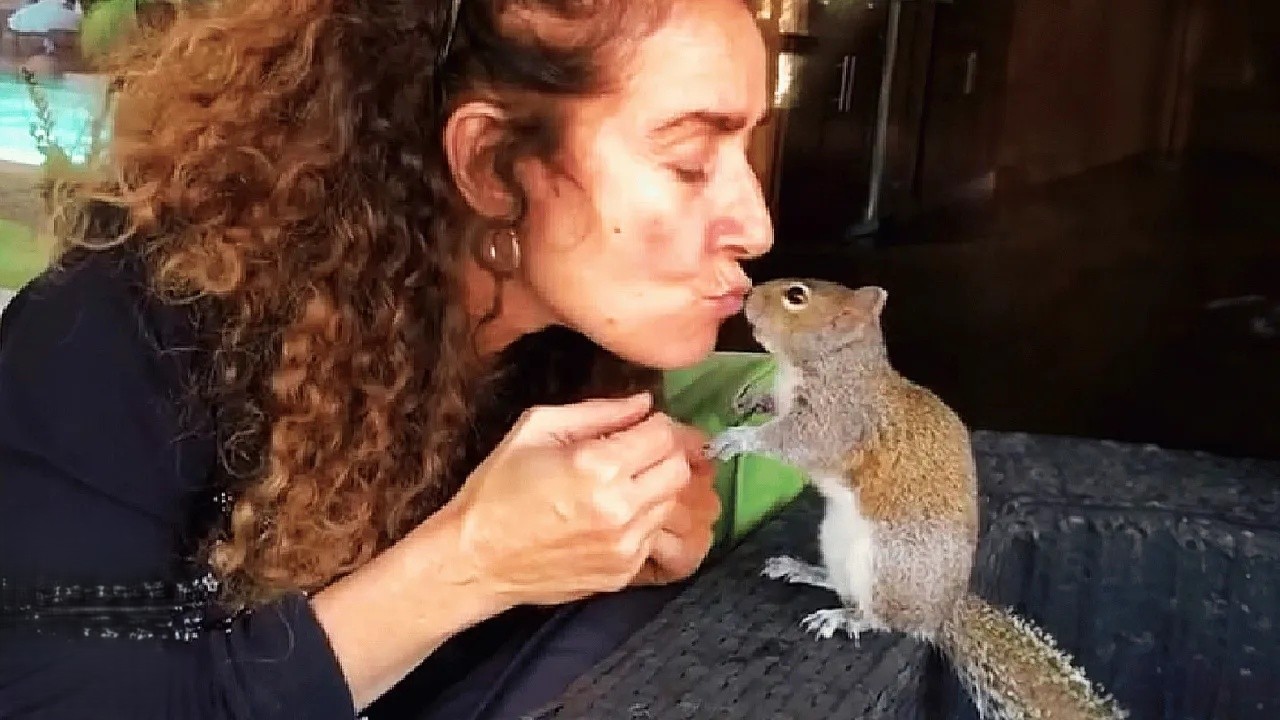 7 years after his rescue, this squirrel still knocks at her door