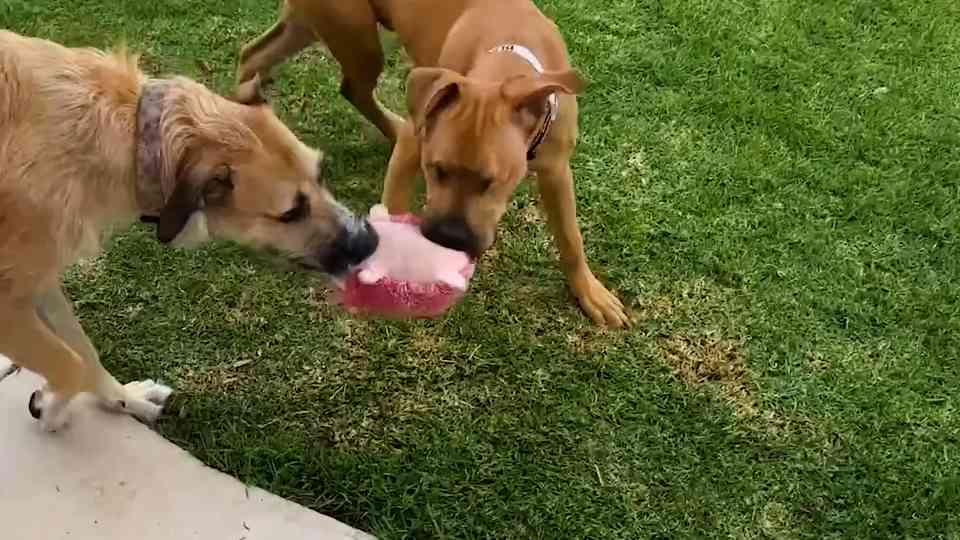 This dog can’t see or hear - but his sister makes sure he never feels alone
