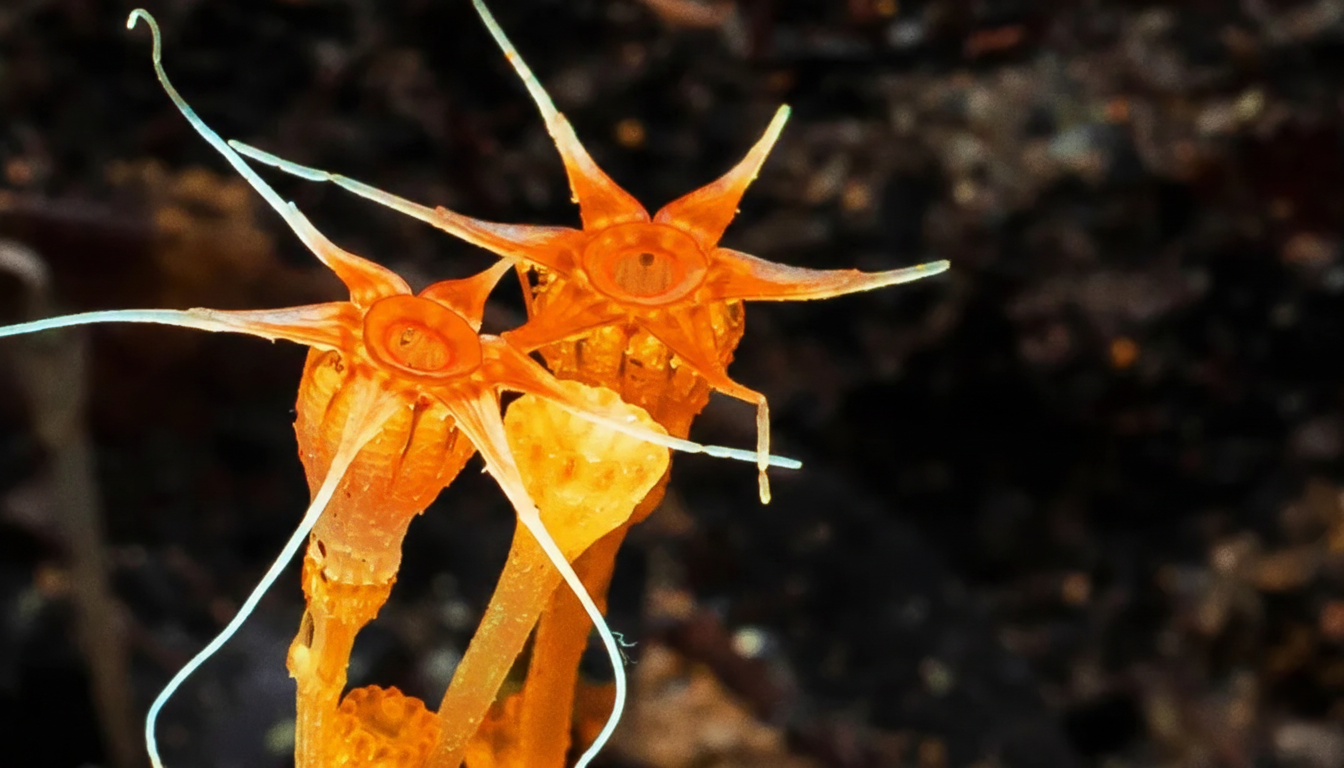 This 'vampire' plant lives underground - and science is still ...