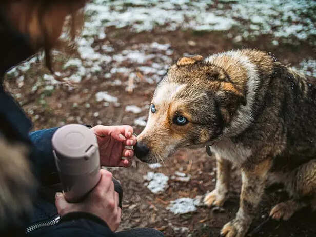 Bold or cautious? How you approach strange dogs gives you away