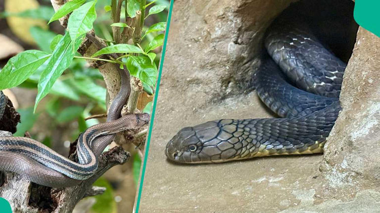 List of 12 states with the most cases of snakebite in Nigeria