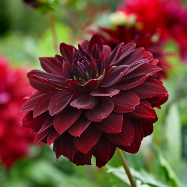 If you don't plant your dahlias this deep, you could end up with floppy ...