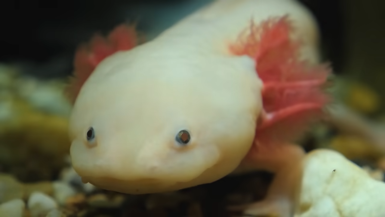 How can axolotls replace any lost organs?