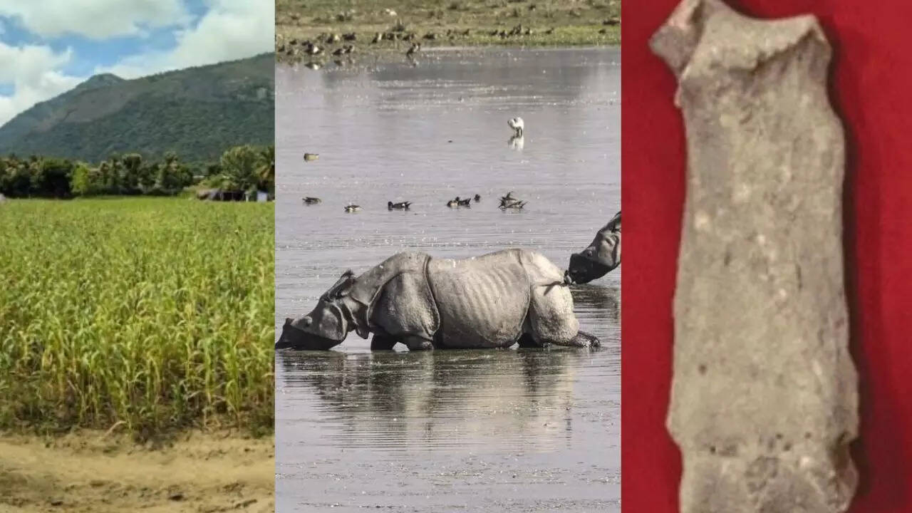 3,500-year-old rhino bone fragments found in Western Ghats rewrite ...