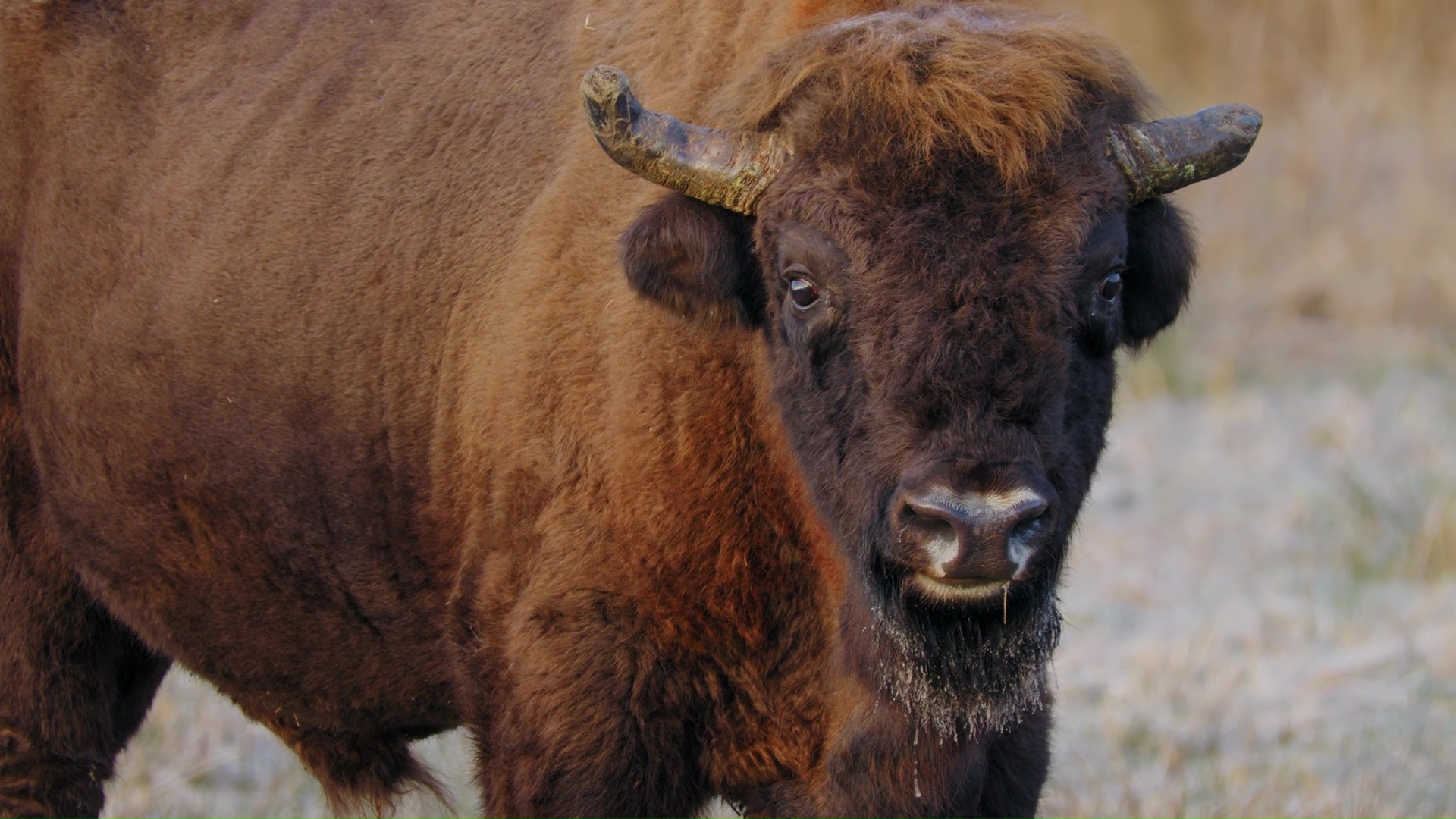 Un bisonte macho vigilando su territorio
