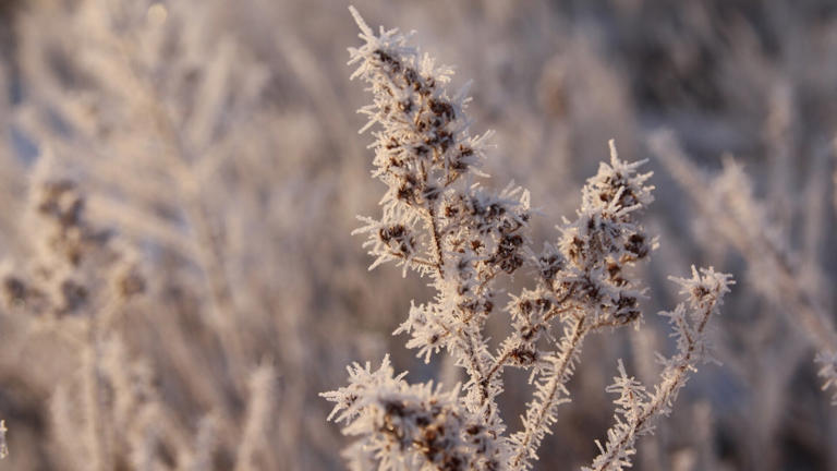 Weather words: Rime ice
