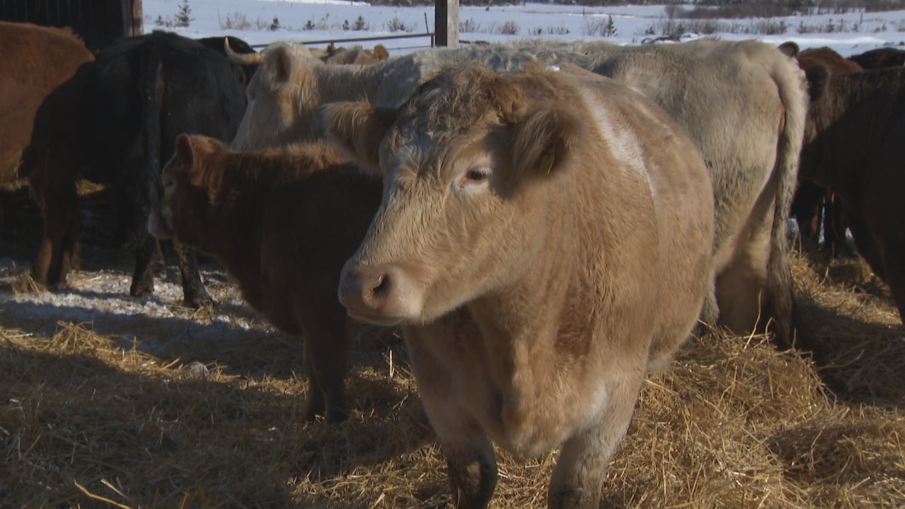 New pilot program grew PEI.'s beef herd by 800 cows in its 1st year