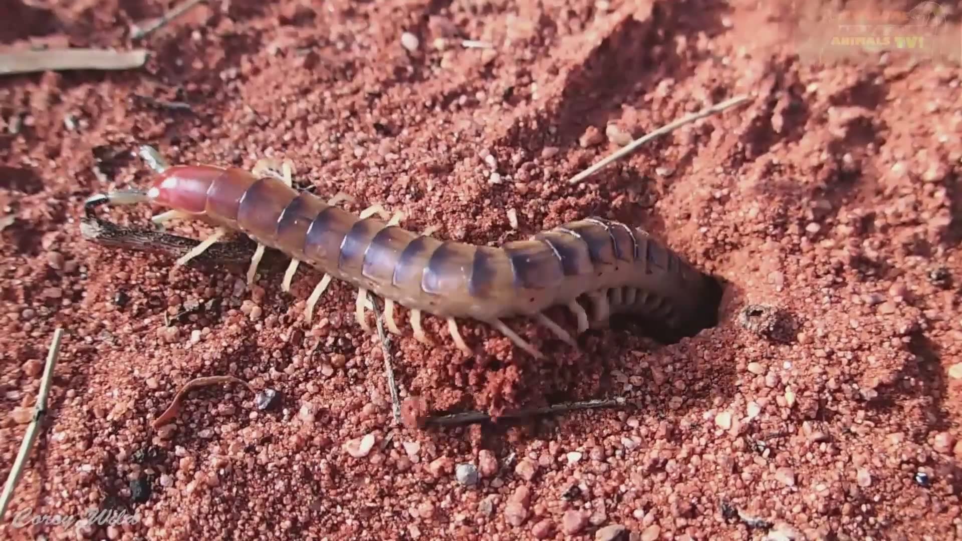 Face to face with enormous desert centipedes in their natural arid habitat