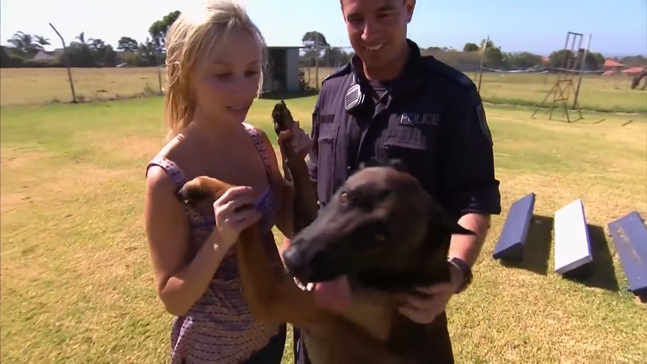 Hero police dog nearly dies from hidden wound - but he fights back