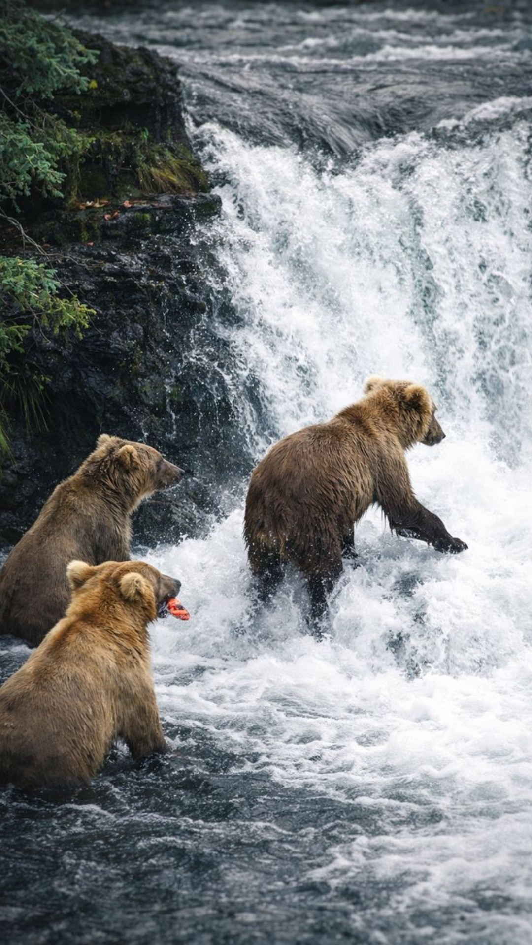 A first-time salmon run through the eyes of grizzly cubs