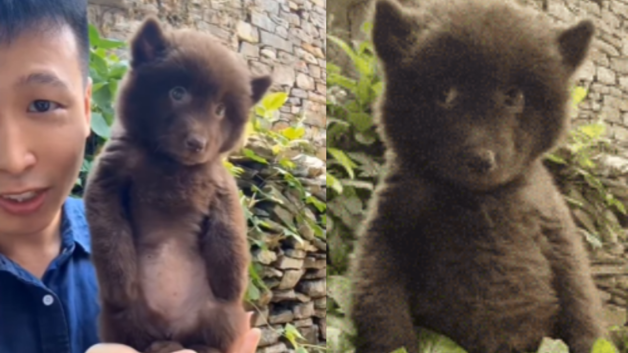 Here’s the original video of ‘Side Eye Bear Cub’ meme! Viral clip is ...