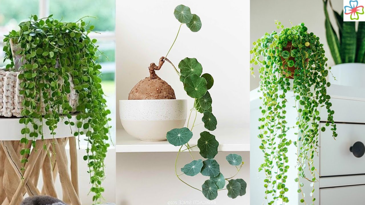 Indoor gardening tips with 16 stunning round leaf plants