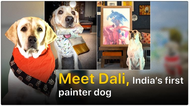 Meet Dali, India’s first painter dog, who is travelling across states ...