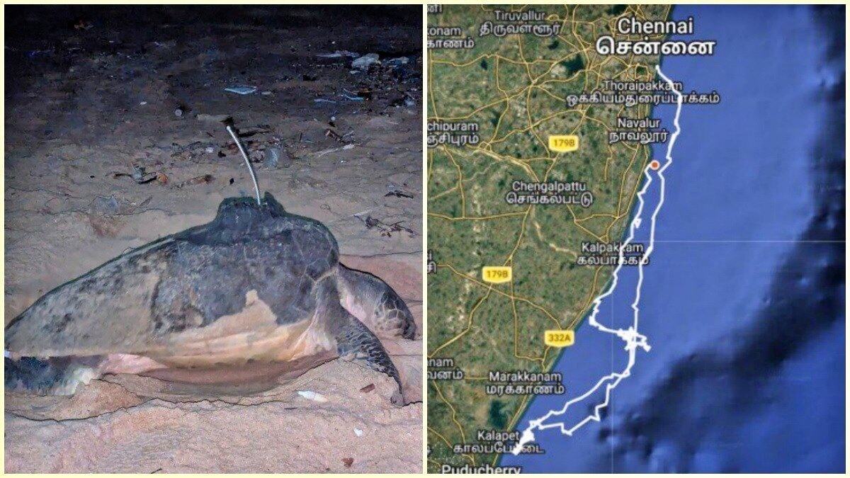 Oliver Ridley turtle Kayal lays 272 eggs in two trips to Chennai's ...