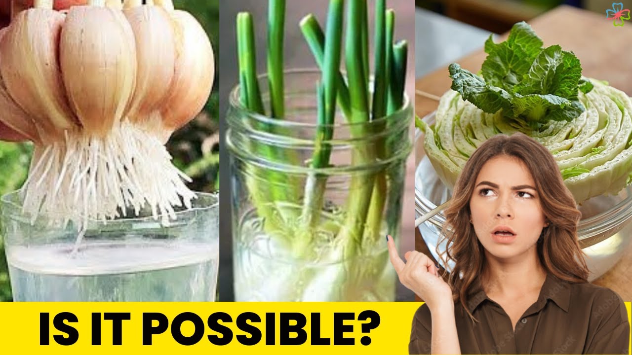 Grow 16 fresh herbs and vegetables indoors using water alone