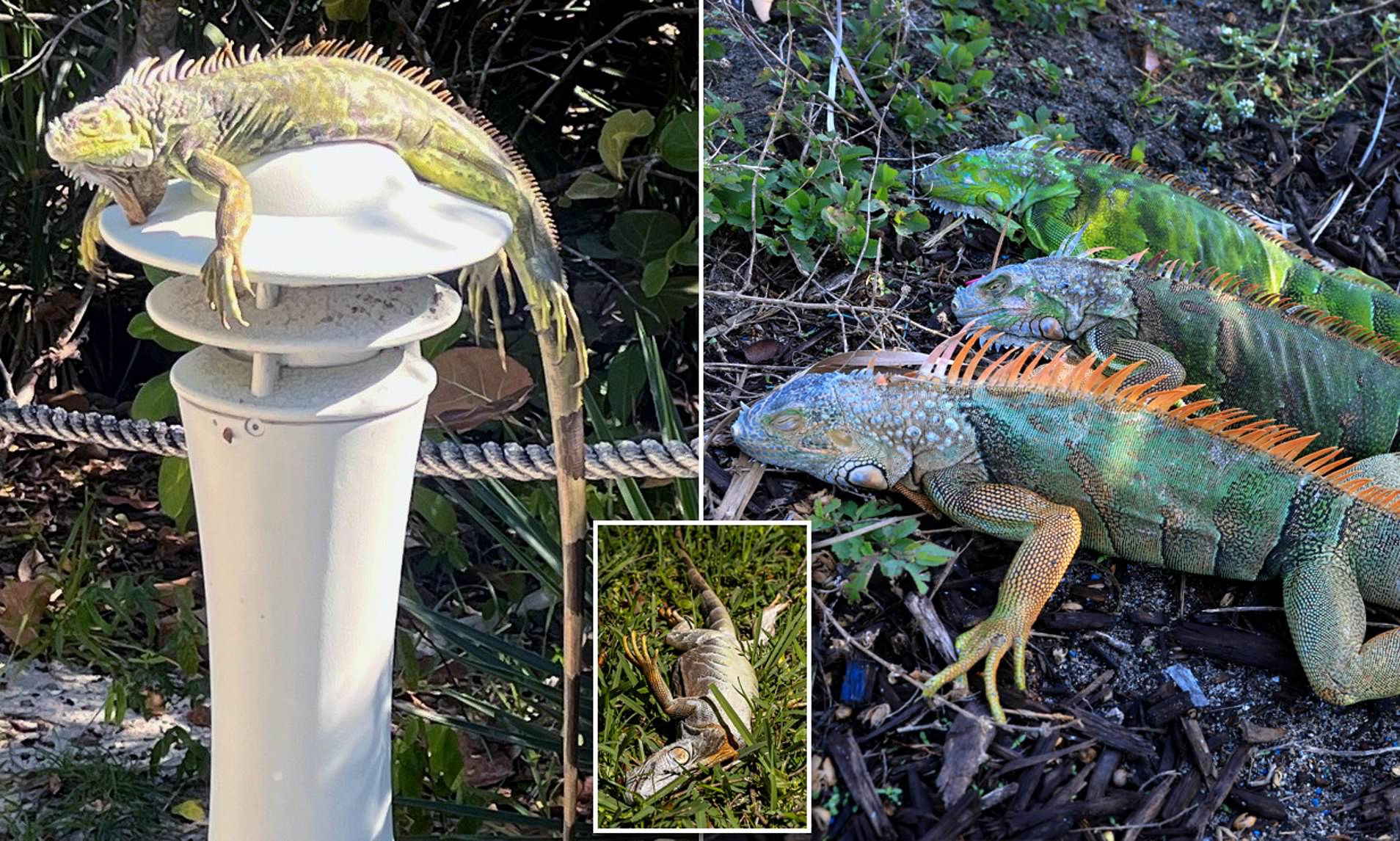 Frozen iguanas fall from trees as freak cold snap grips Florida