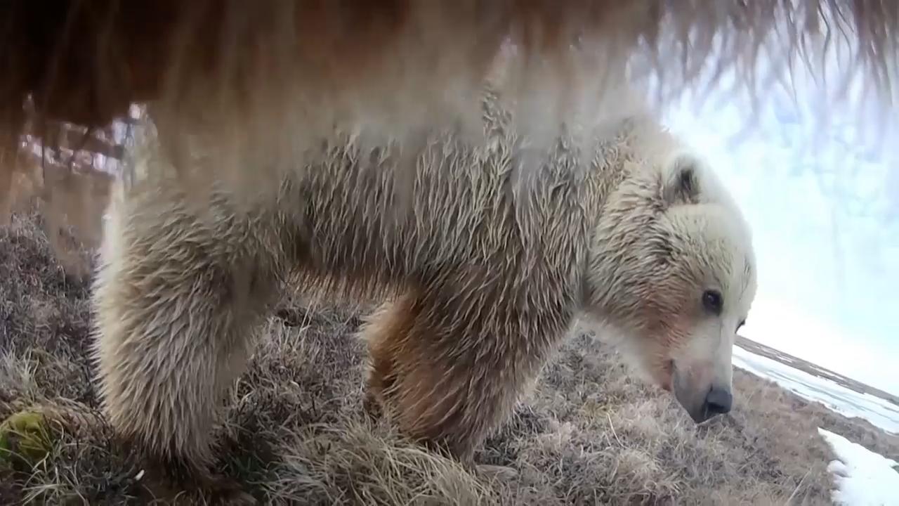 A bear's eye view: Camera-collared grizzlies give rare view of Alaska’s ...