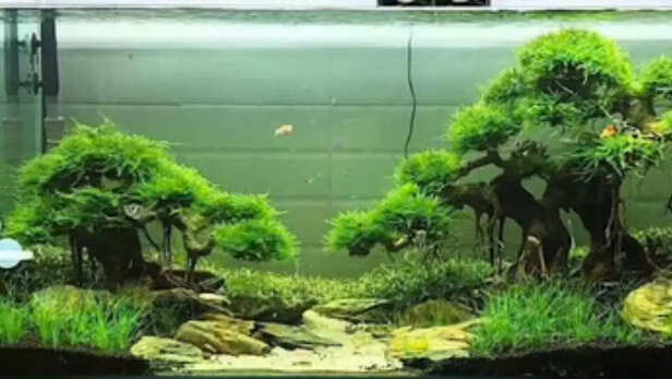 Aquascaping basics: Making a beautiful fish tank