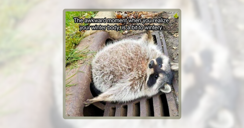20 unapologetic raccoon memes for people who are trying their best