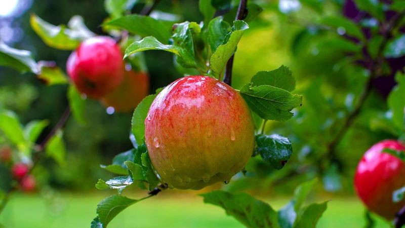 10 fruits often recommended for kidney health