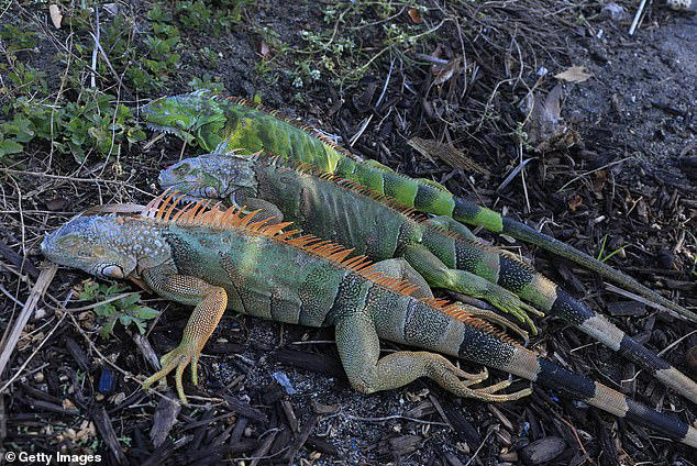 Frozen iguanas fall from trees as freak cold snap grips Florida