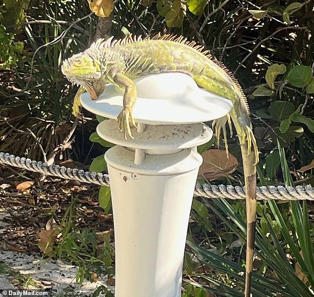 Frozen iguanas fall from trees as freak cold snap grips Florida