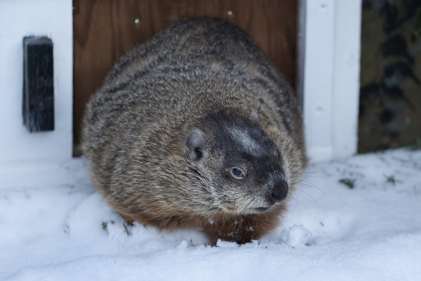 Groundhog Day 2026: Willie in Ontario, Fred in Quebec predict early ...