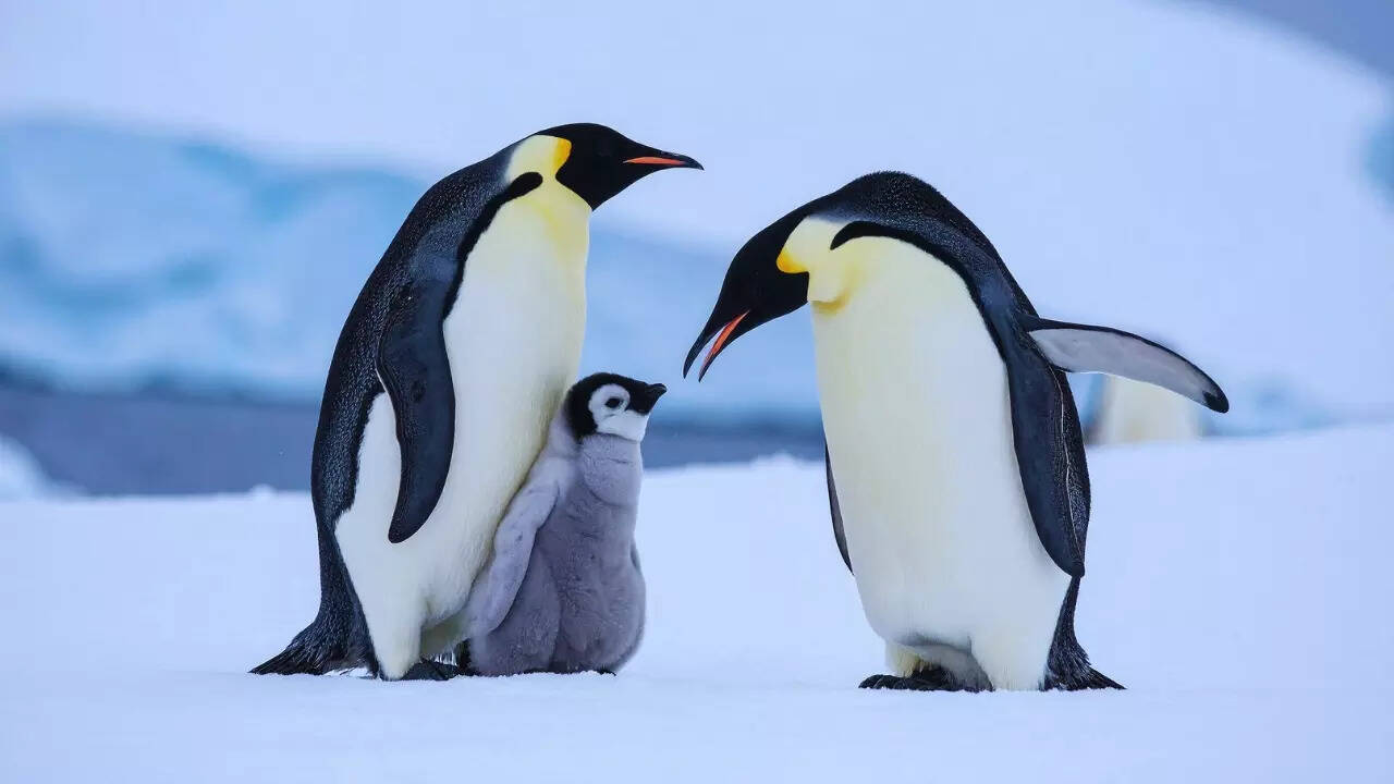 7 animals that exist only in Antarctica and why they are a traveller’s ...