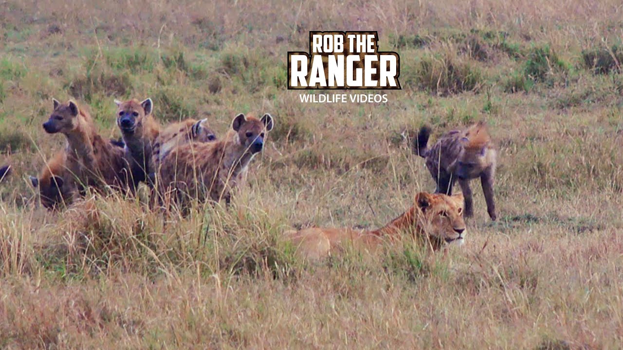 Hyenas attempt to intimidate lion pride near grazing plains