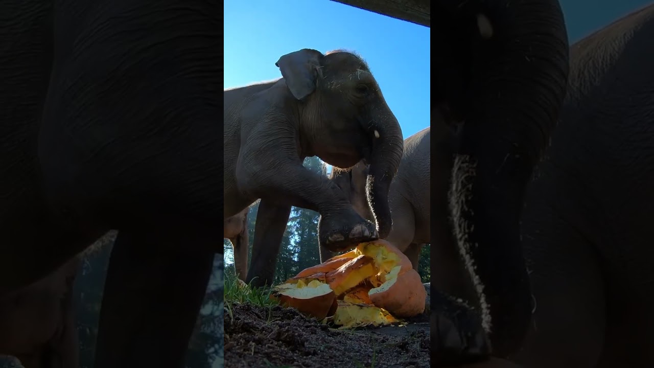 Watch elephants joyfully crush pumpkins in a satisfying feast