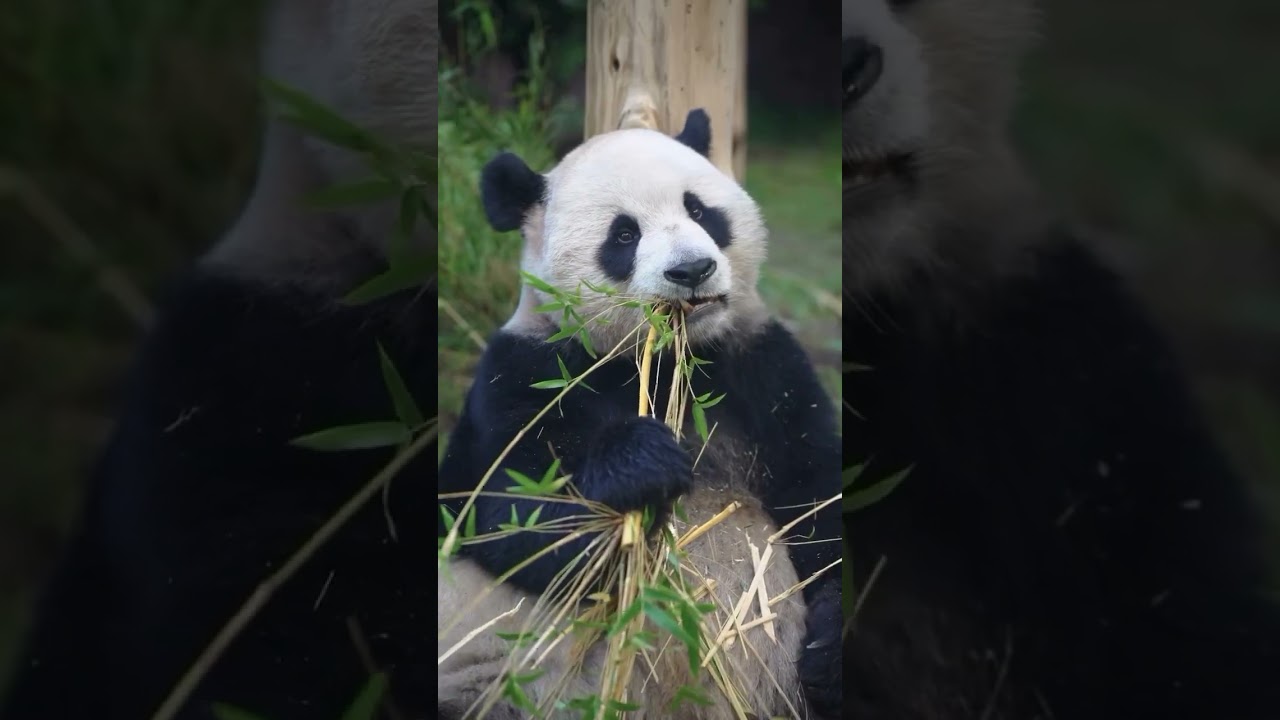 See a cute panda eating crunchy green bamboo stalks
