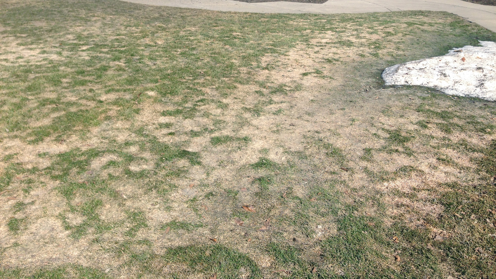 How to repair winter lawn damage ahead of spring