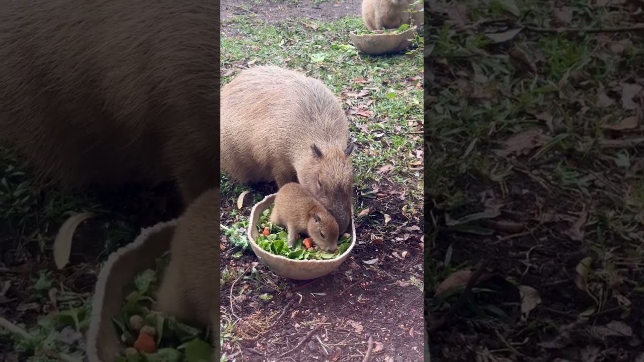 Watch a greedy baby hippo devour a massive lunch