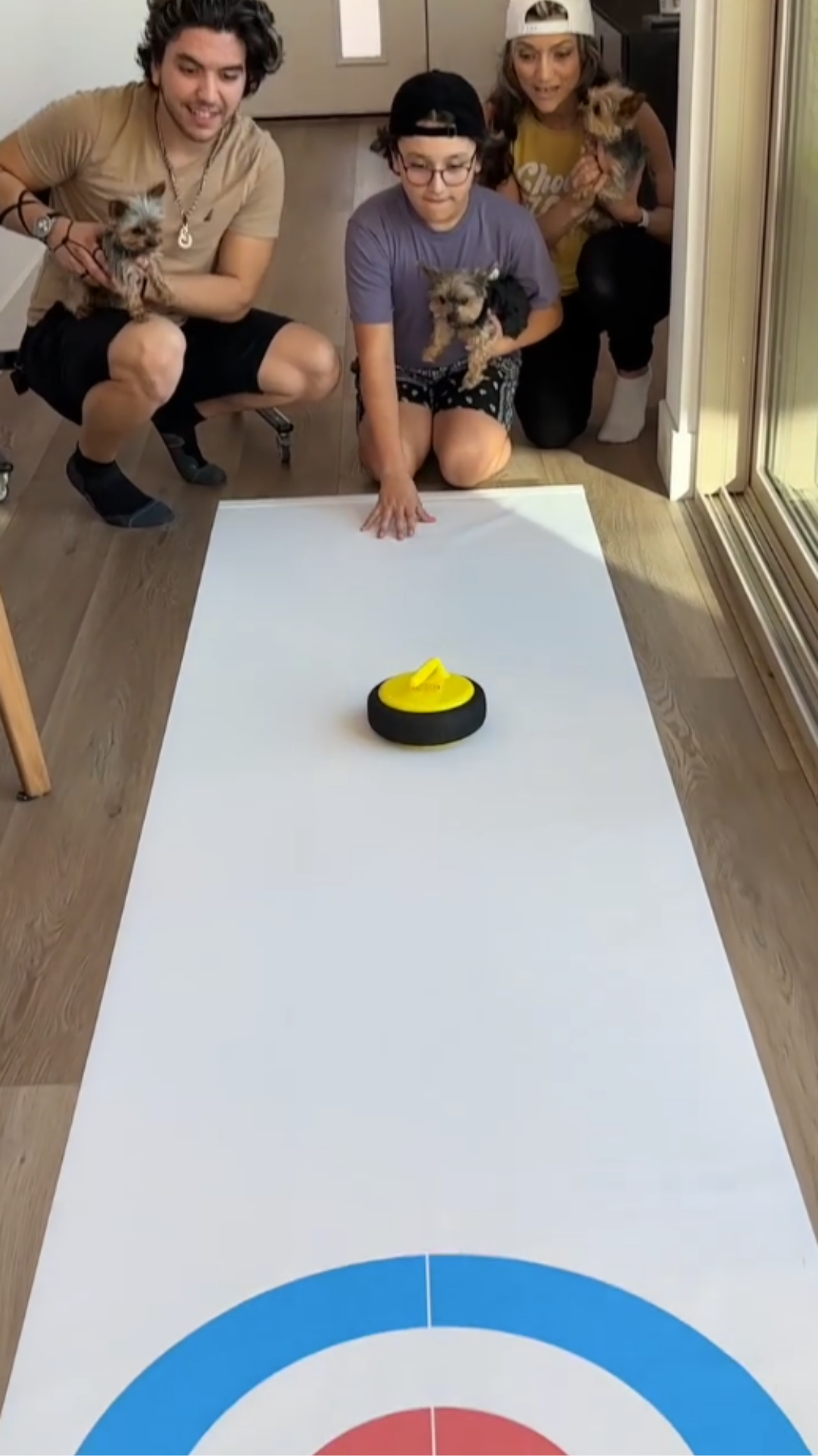 Yorkies take on Olympic dog curling – who will claim gold?